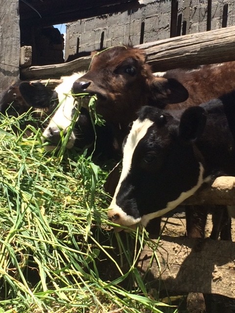 Gratitude | Elizabeth Sherwin